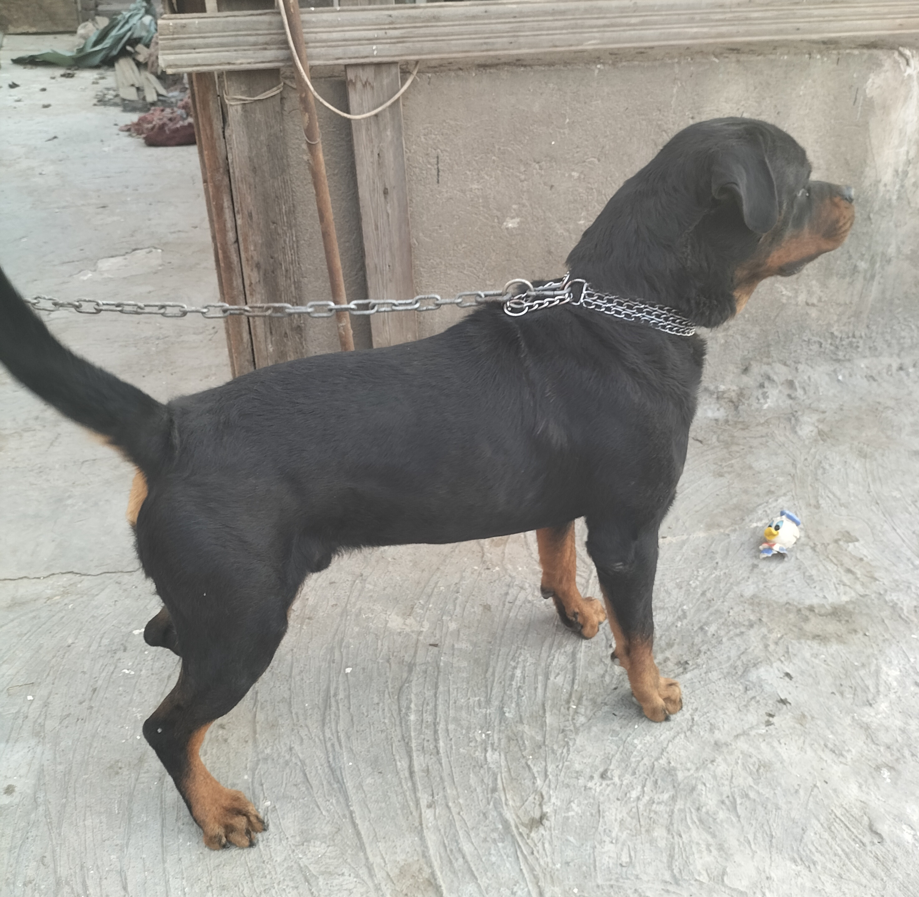 Mazaady - American Rottweiler