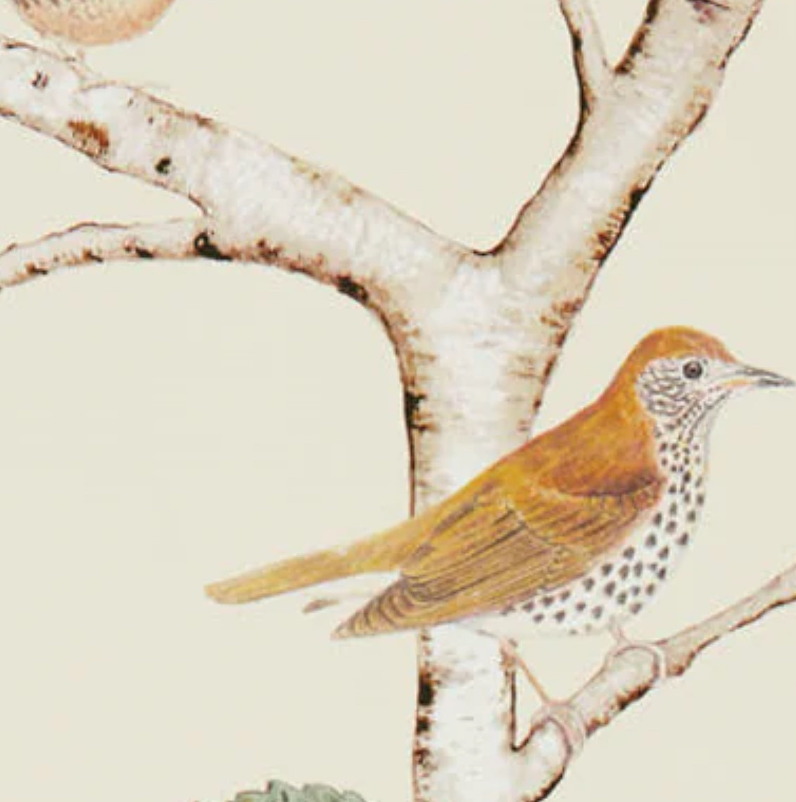 Mazaady - wall paper